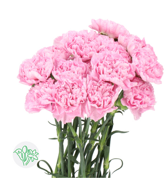 2023母親節哥倫比亞康乃馨Carnation Mariposa – chichoiflora