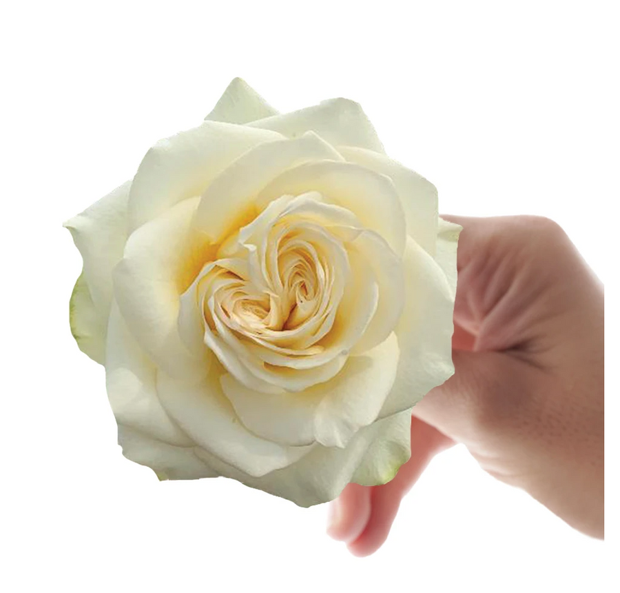 Ecuador Rose – chichoiflora