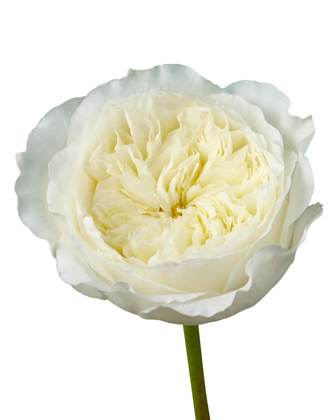 庭園玫瑰 -DAVID AUSTIN Patience 12支 – chichoiflora